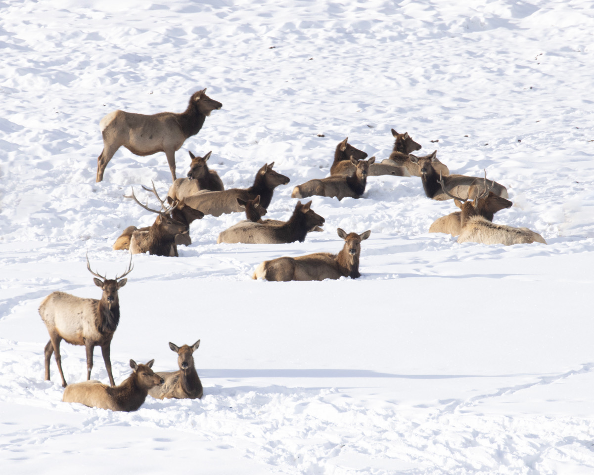 Wildlife Roundtable: What does it mean to respect wildlife? | VailDaily.com
