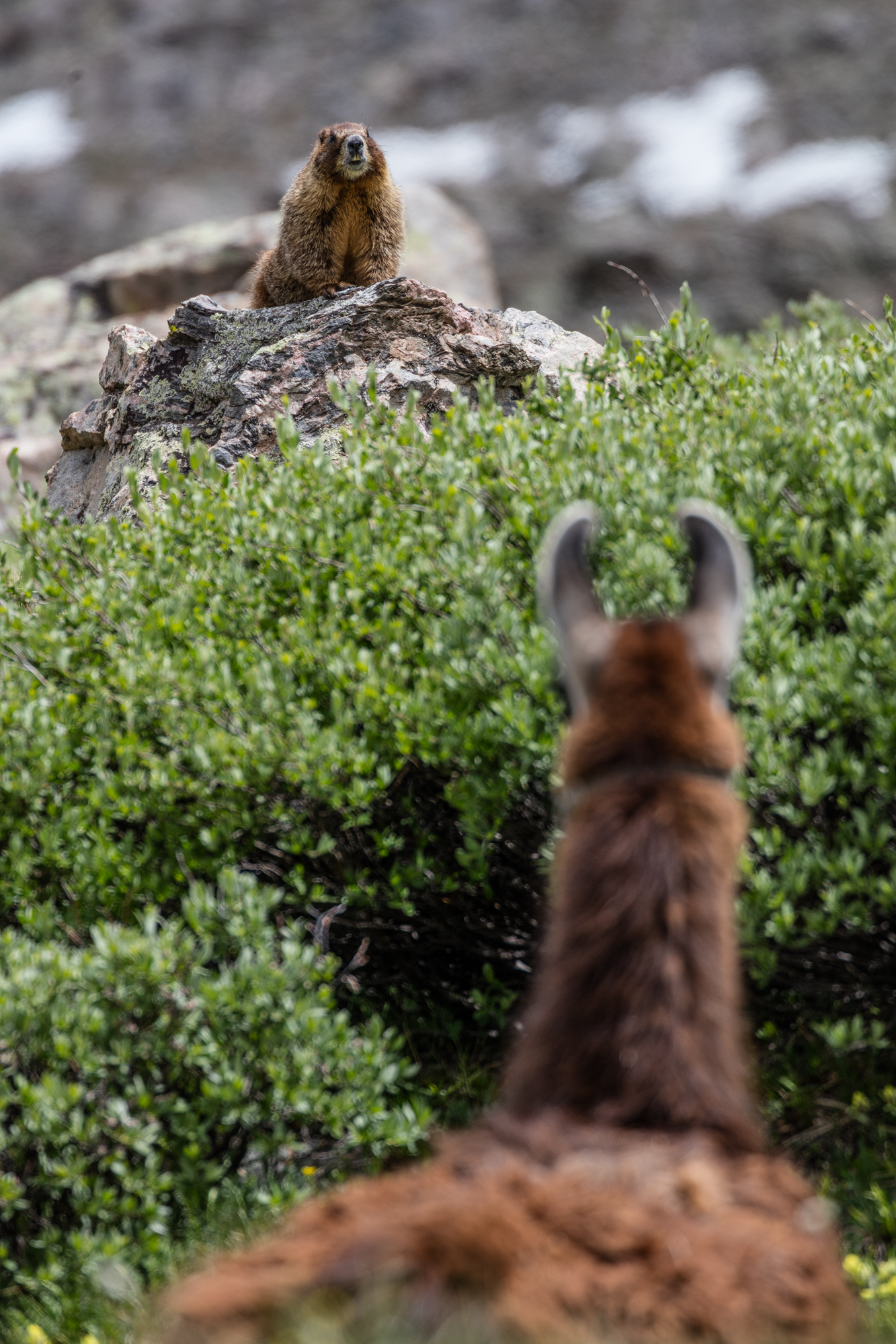 Colorado icon John Fielder had a wealth of great stories to go with his ...