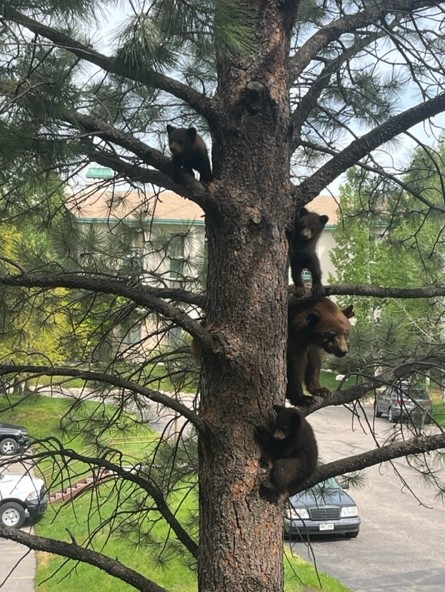 Sustainable Vail: How to be animal aware to reduce impacts to wildlife ...