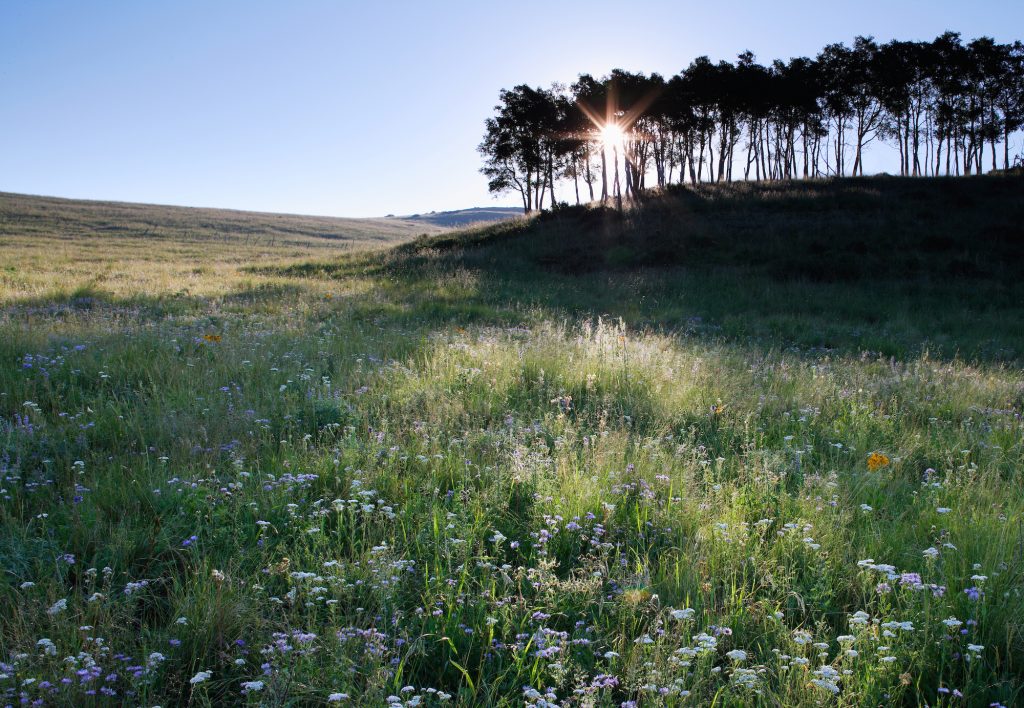 Trust Our Land: Conserving land together | VailDaily.com