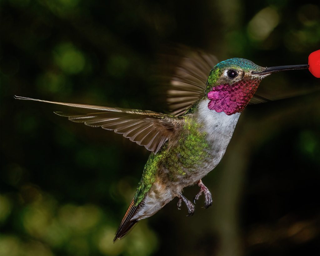 Where have all the birds gone in Eagle County? | VailDaily.com