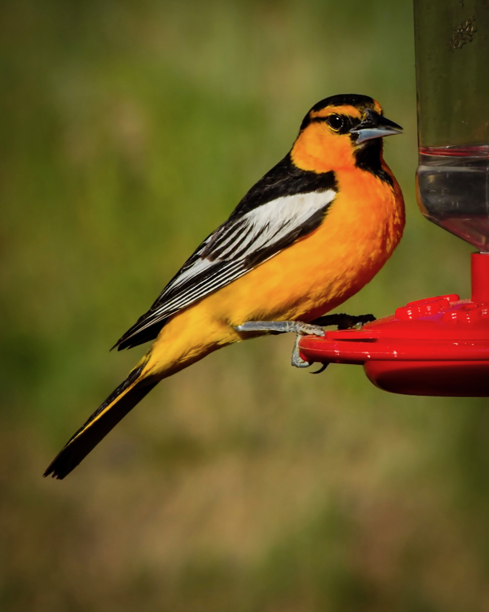Where have all the birds gone in Eagle County? | VailDaily.com