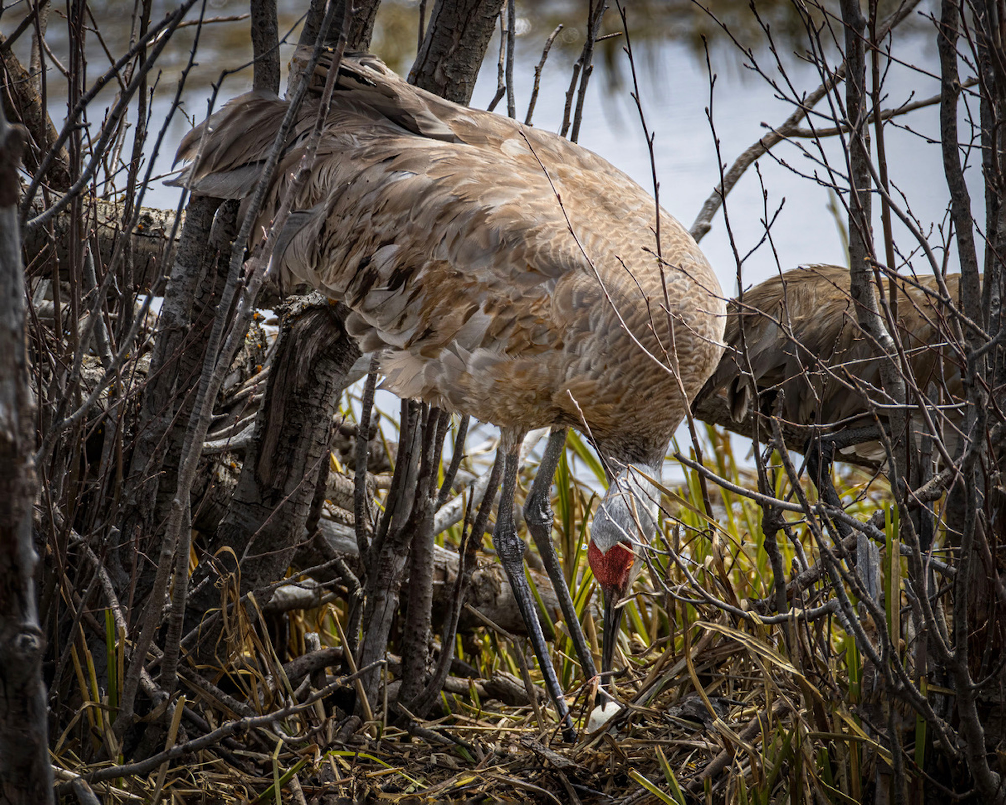 Where have all the birds gone in Eagle County? | VailDaily.com