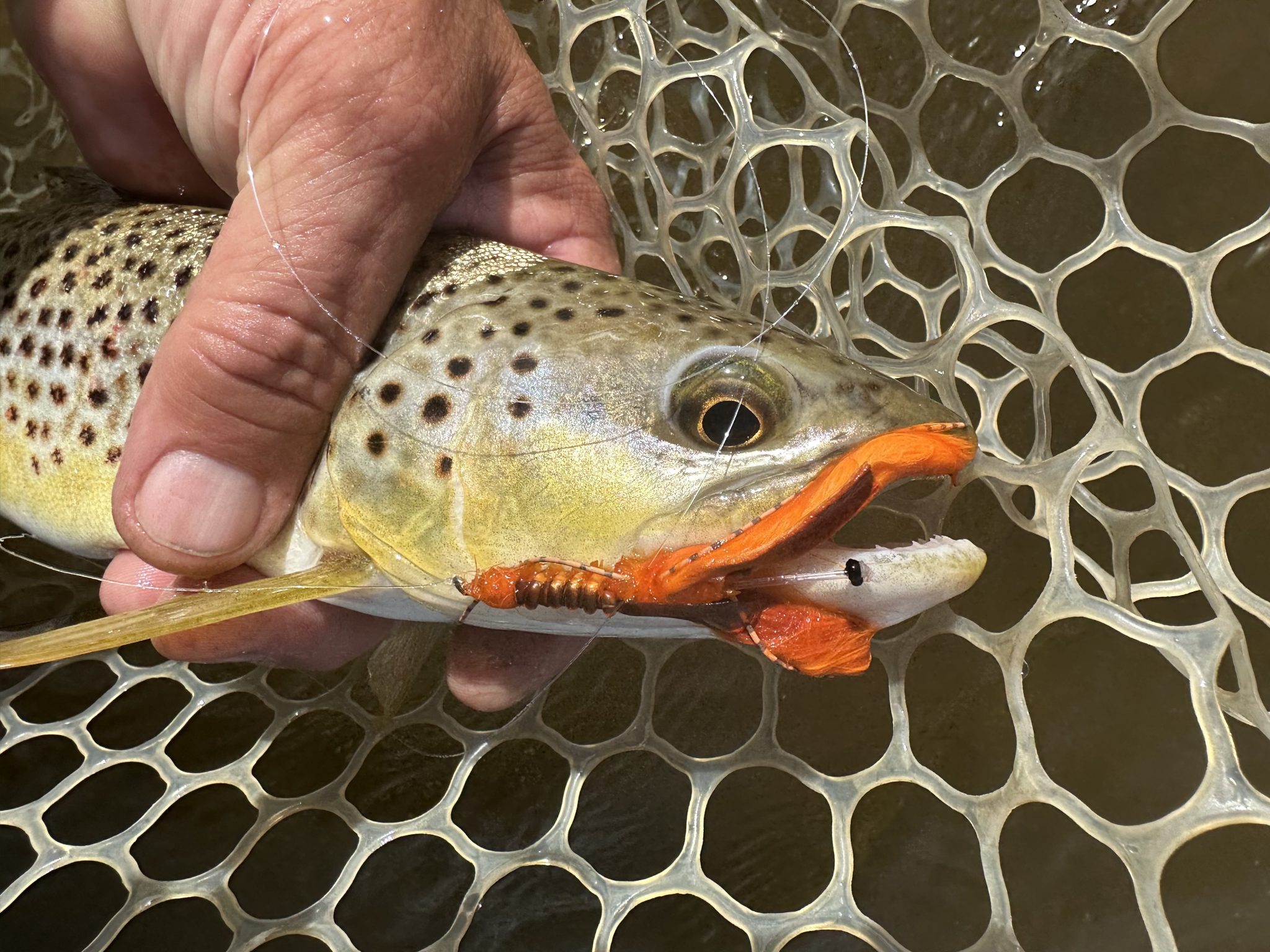 Salomone: Dead drifting crayfish. | VailDaily.com