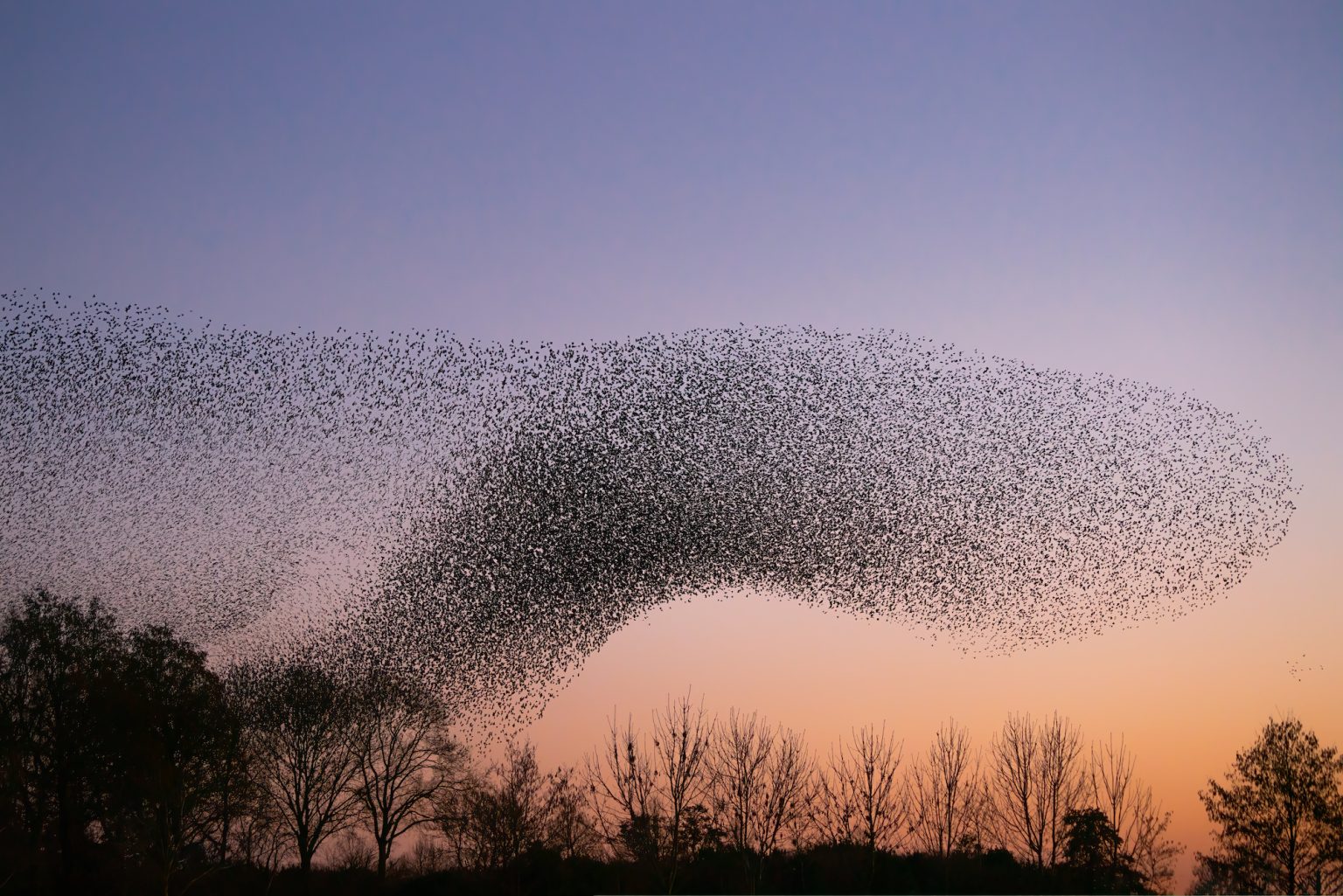 The effect of evening light pollution on migrating birds | VailDaily.com