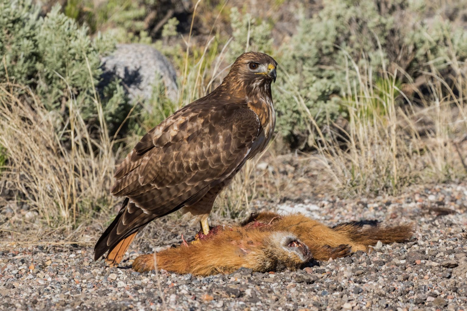 How red-tailed hawk ranges are shifting in a changing climate ...