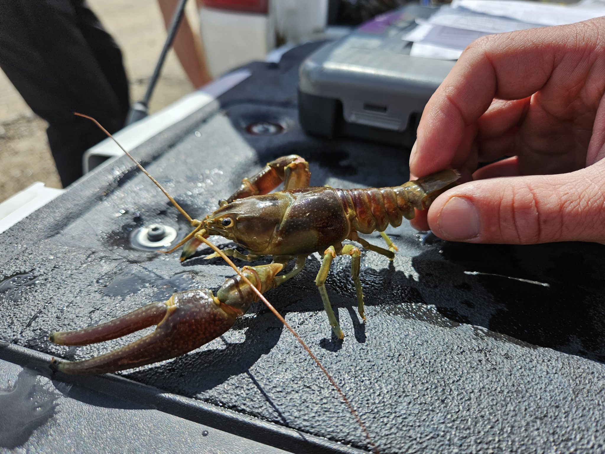Large, aggressive crayfish found in Colorado lake could threaten the ...