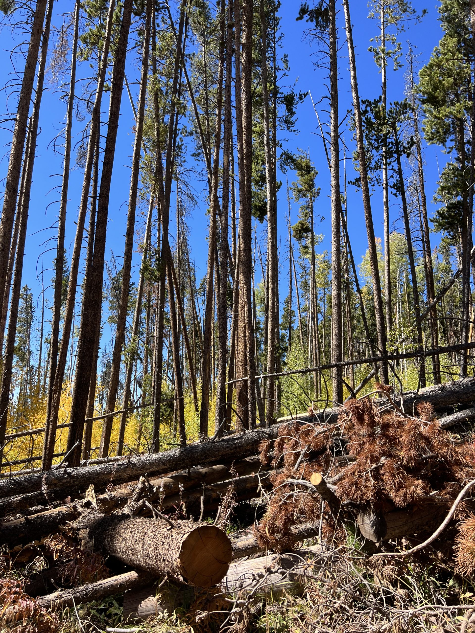 Nearly decommissioned Avon Forest Service Road 779 makes a big comeback ...