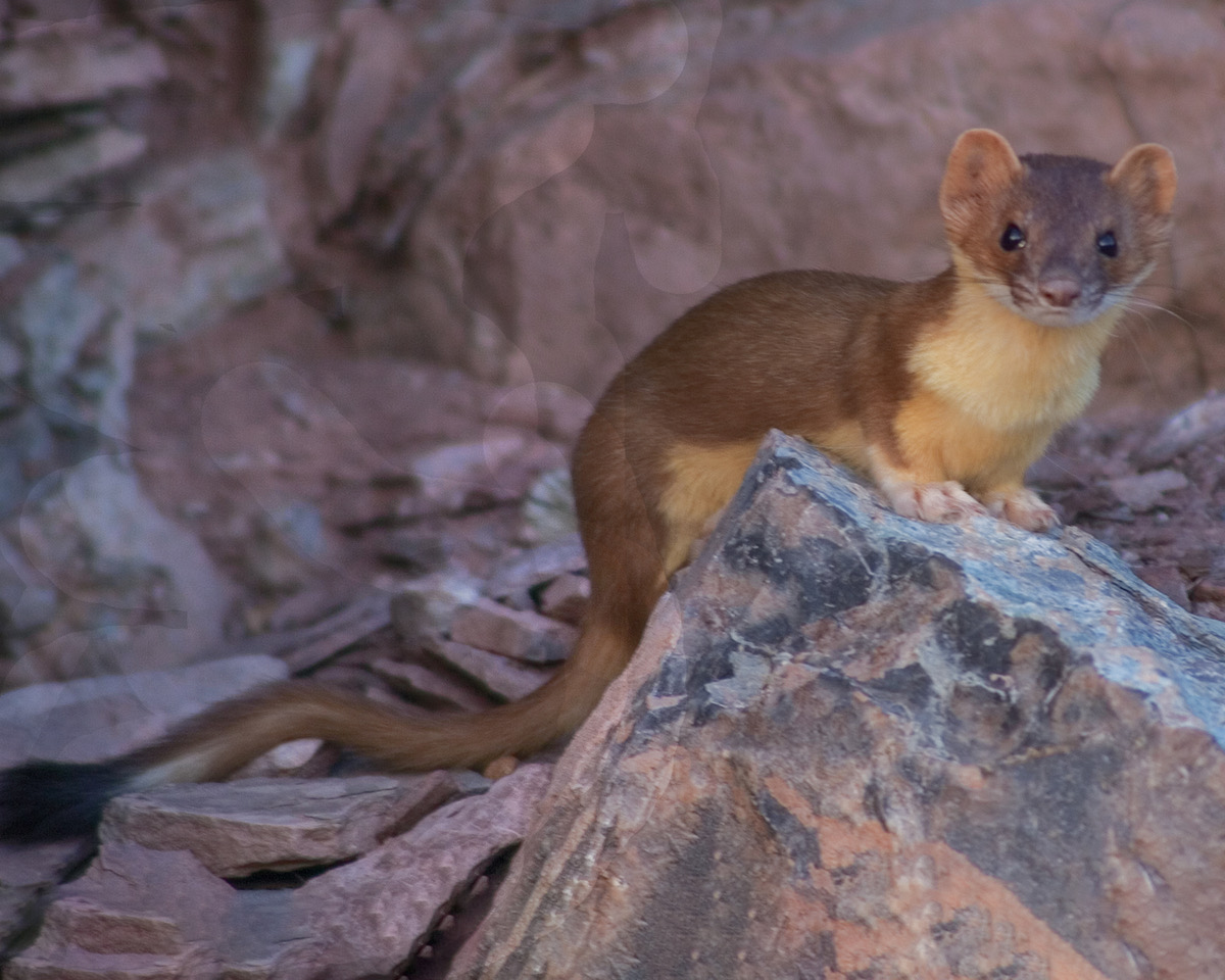 How you’re impacting ecosystems, and not in a good way | VailDaily.com