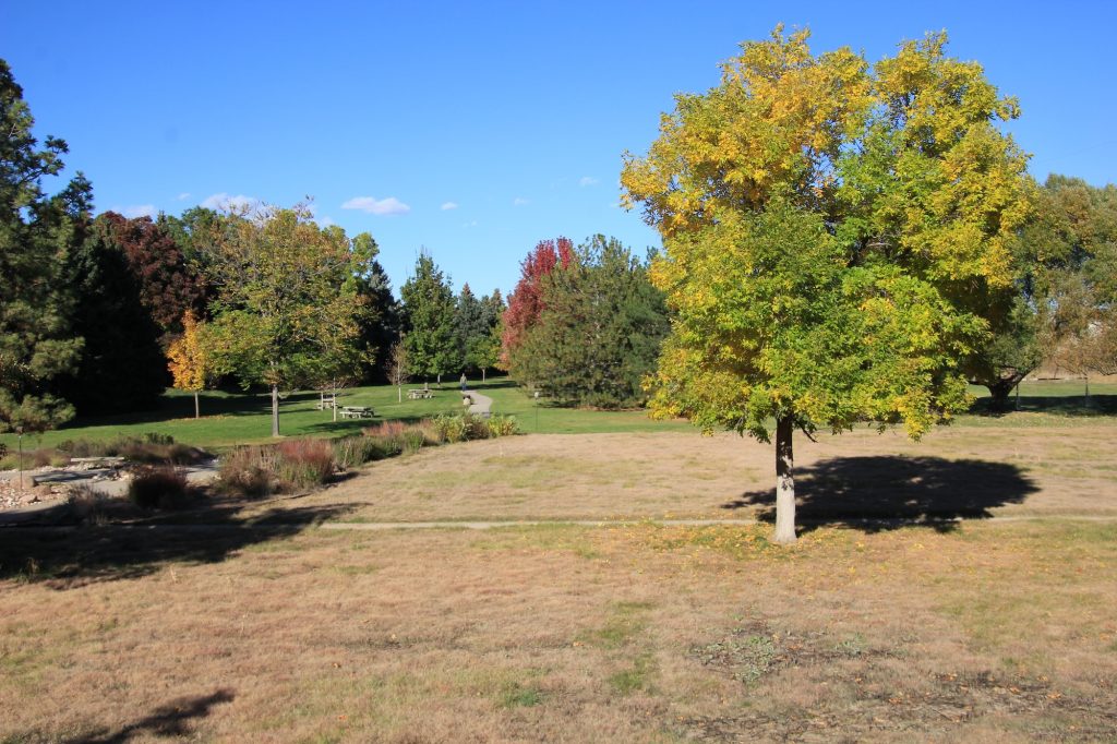 How thirsty bluegrass lawns became the default for homeowners ...
