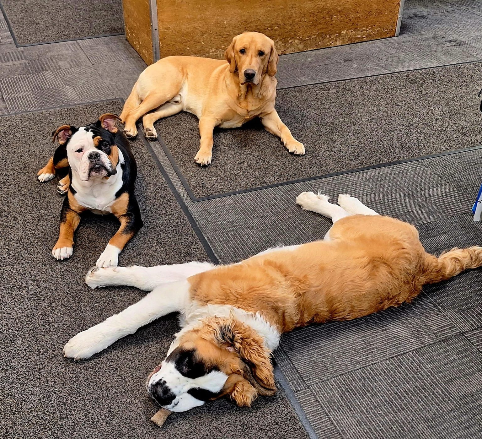 Vail Ski Tech, a Lionshead staple for 36 years, is sold to longtime ...