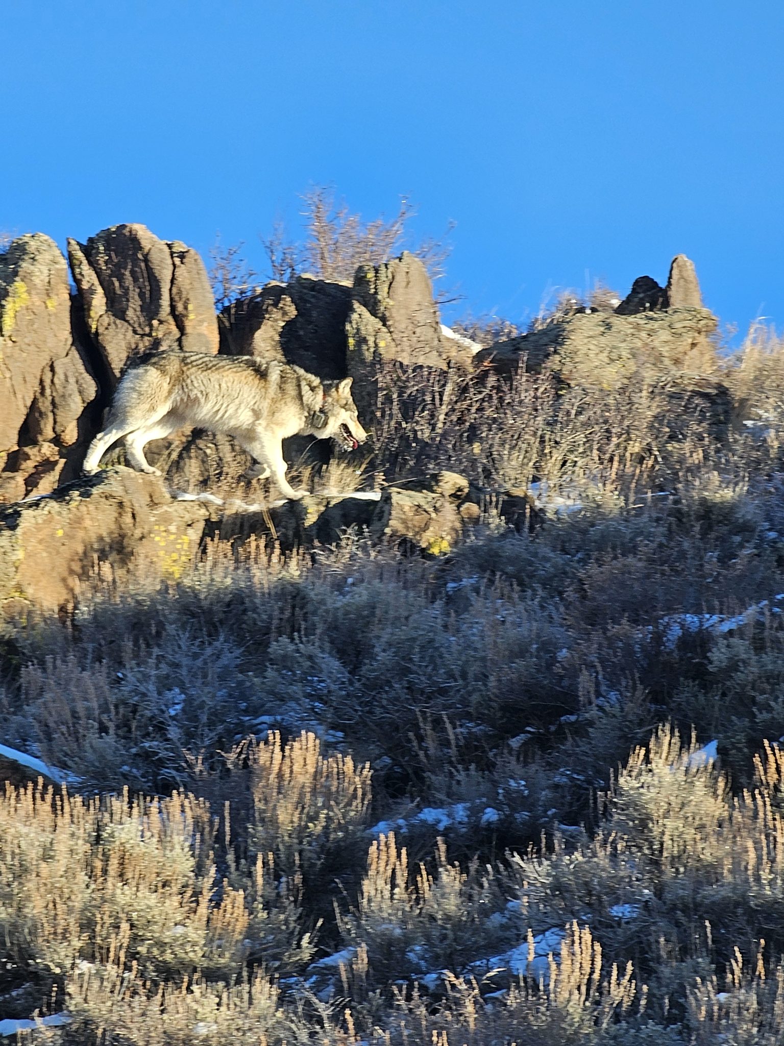 Collared wolf photographed in Grand County | VailDaily.com