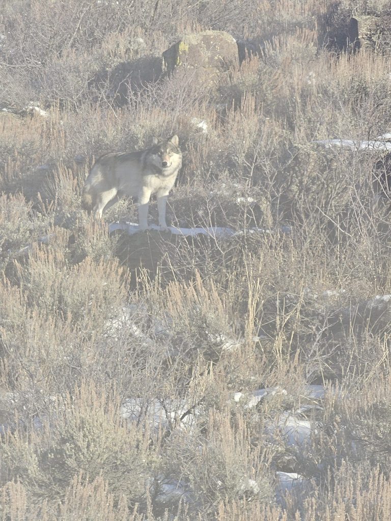 Collared wolf photographed in Grand County | VailDaily.com