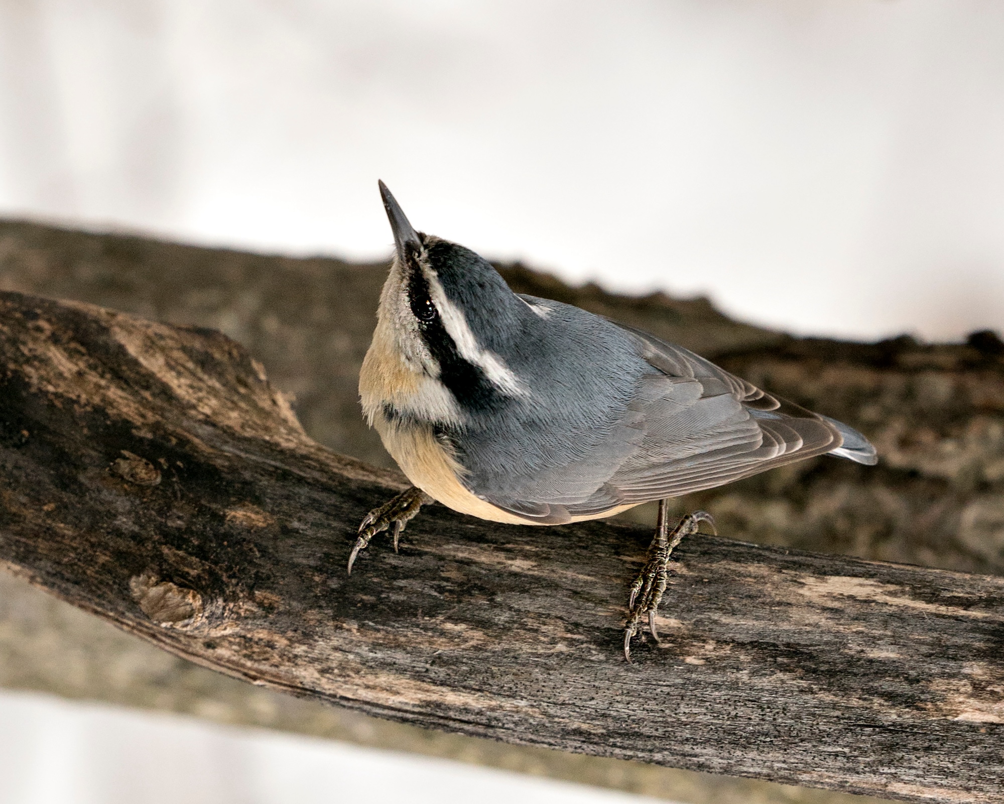 Here’s how you can watch out for birds while winter bird-watching ...