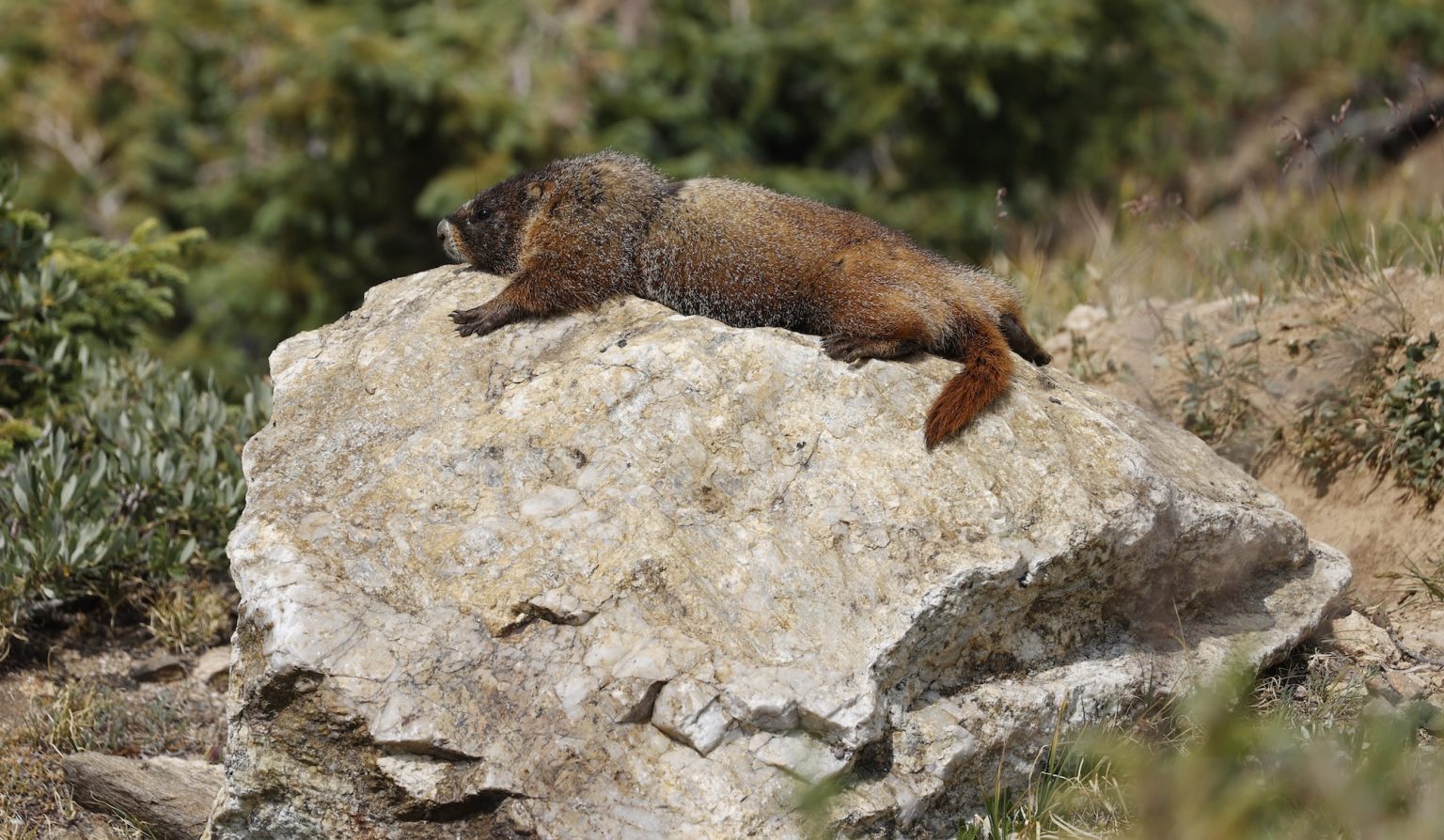 How Enos Mills, the Father of Rocky Mountain National Park, left a ...