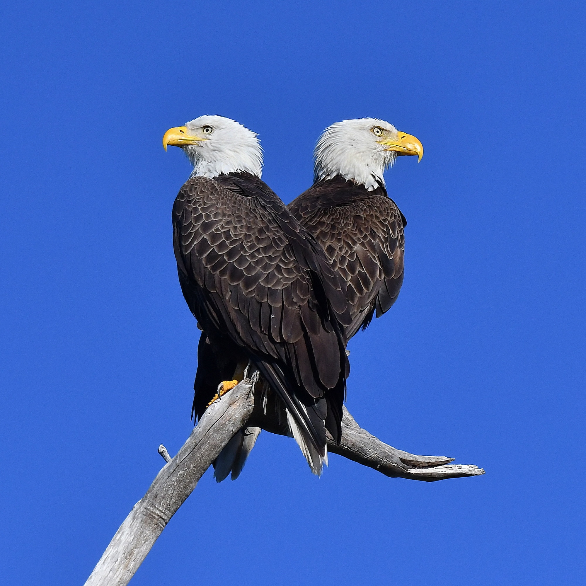 Loyal lovers: Meet the monogamous mates of the Animal Kingdom ...