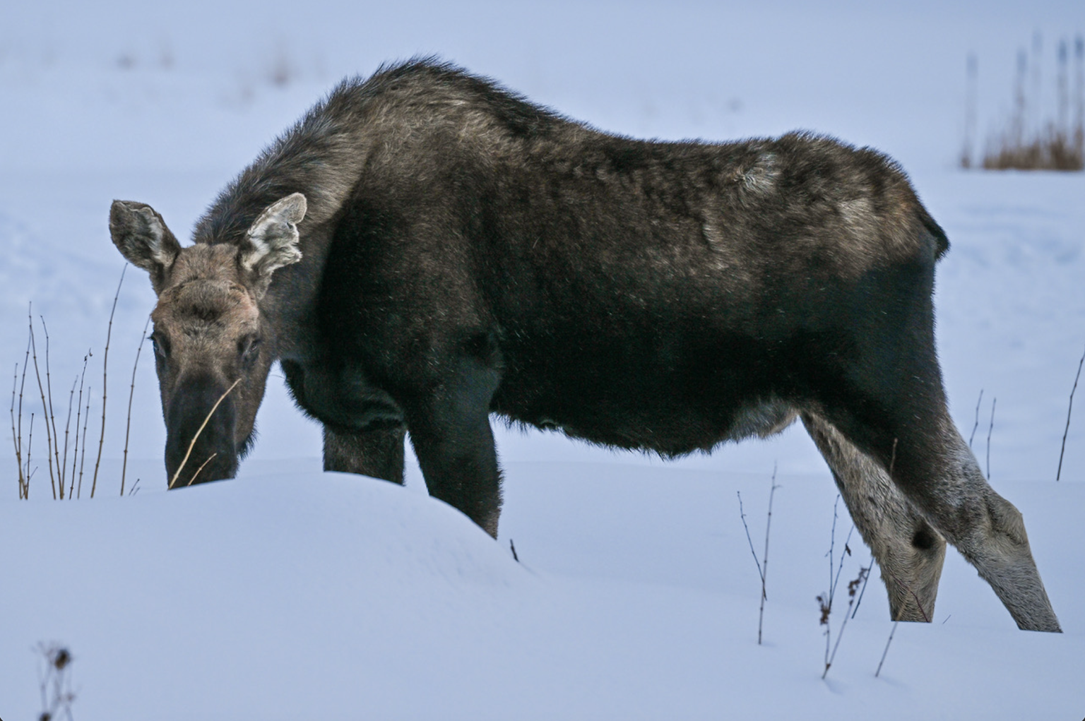 Moose on the loose: How to respect EagleVail’s new resident | VailDaily.com