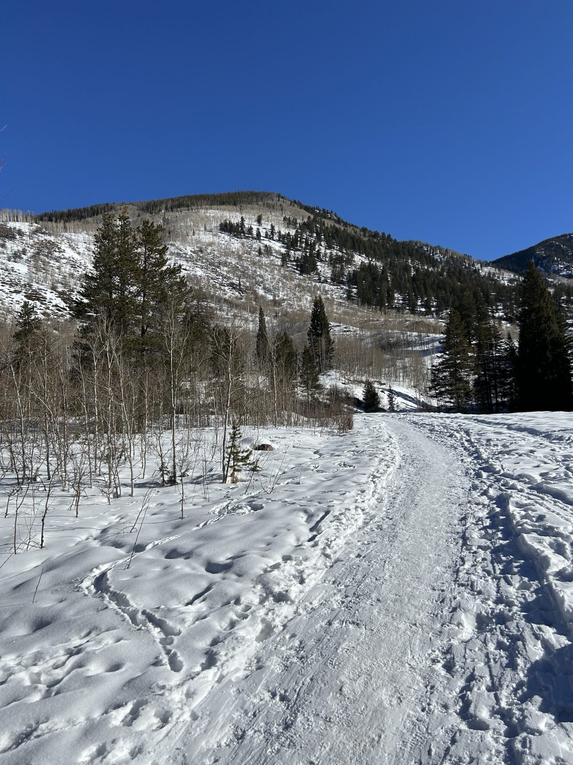 What happened to the lost, barking dog in East Vail? | VailDaily.com