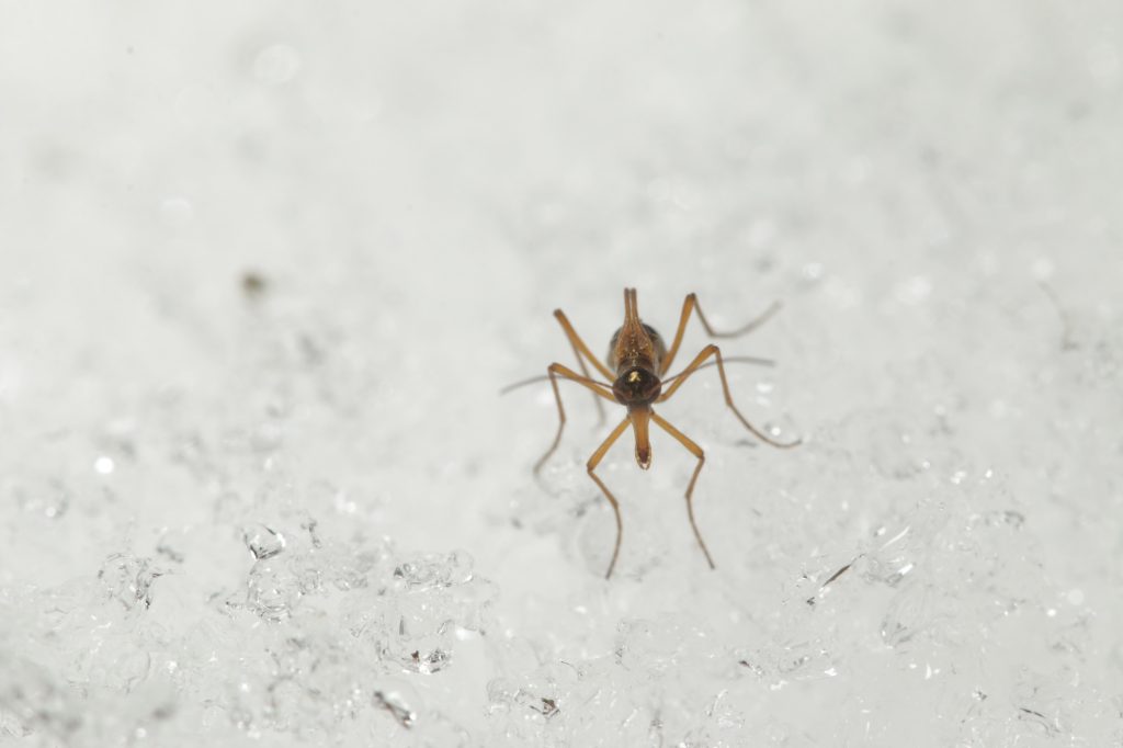 Snow flies go to extraordinary lengths to find a mate | VailDaily.com