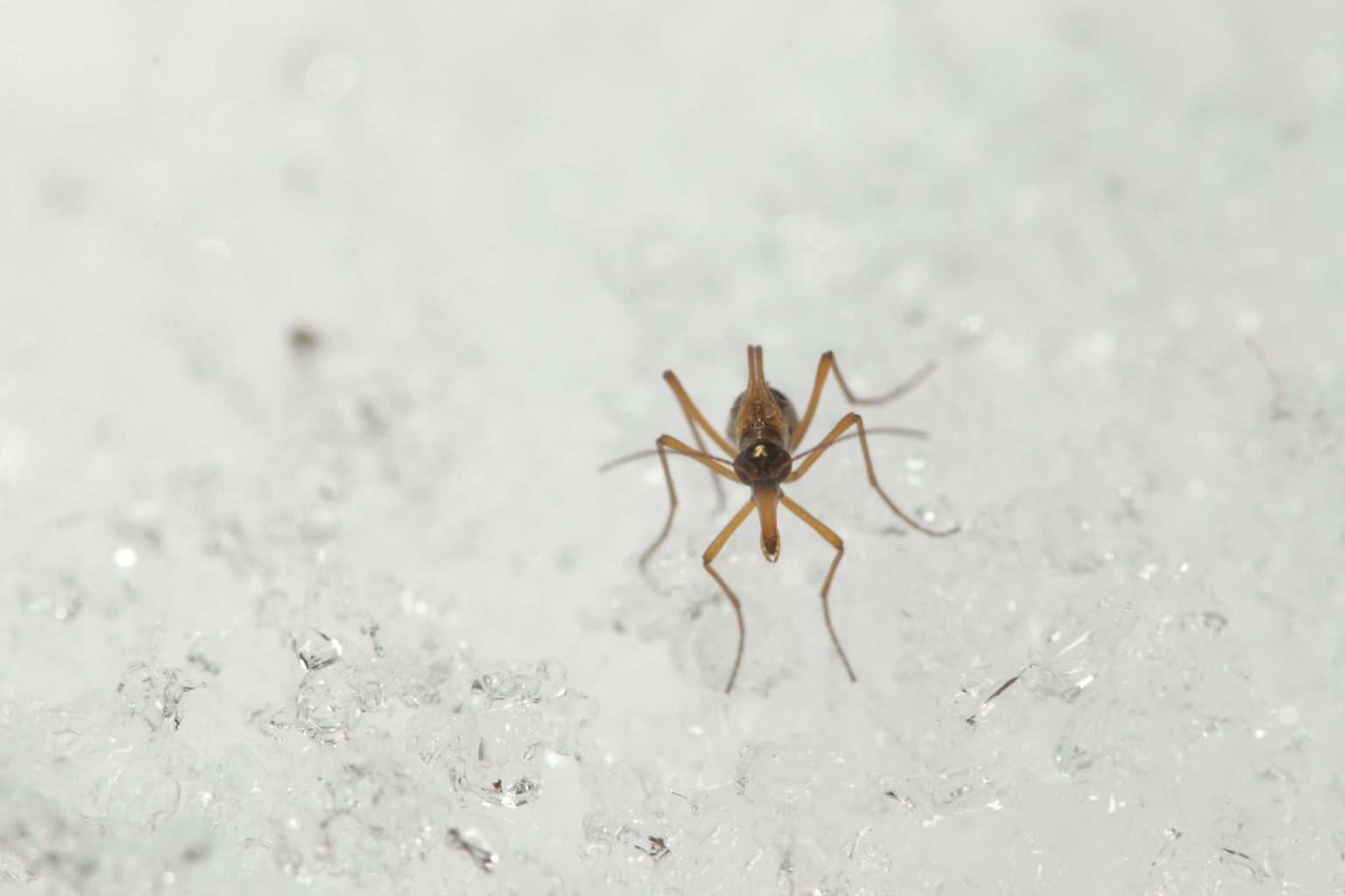 Snow flies go to extraordinary lengths to find a mate | VailDaily.com