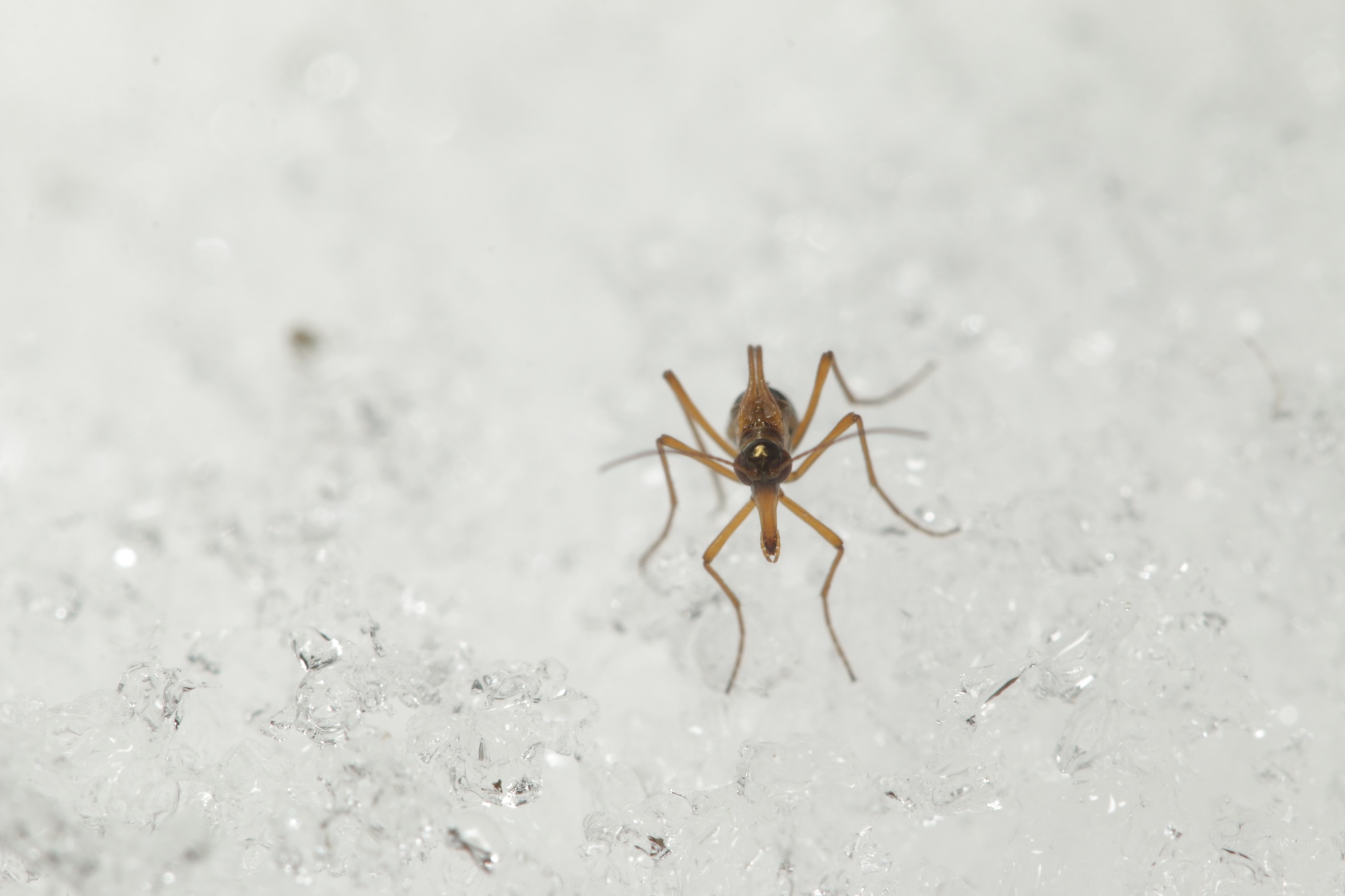 Snow flies go to extraordinary lengths to find a mate | VailDaily.com