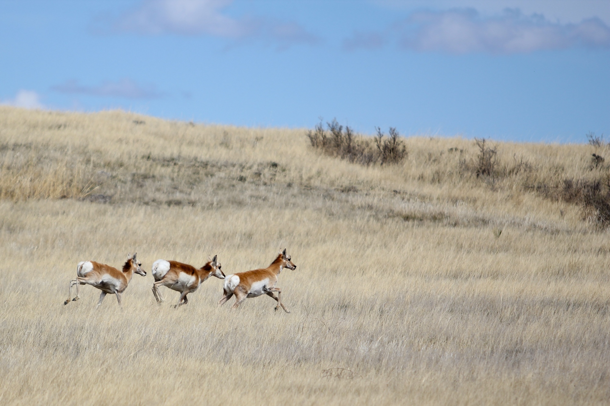 Will the fastest land animal in the Western Hemisphere survive ...