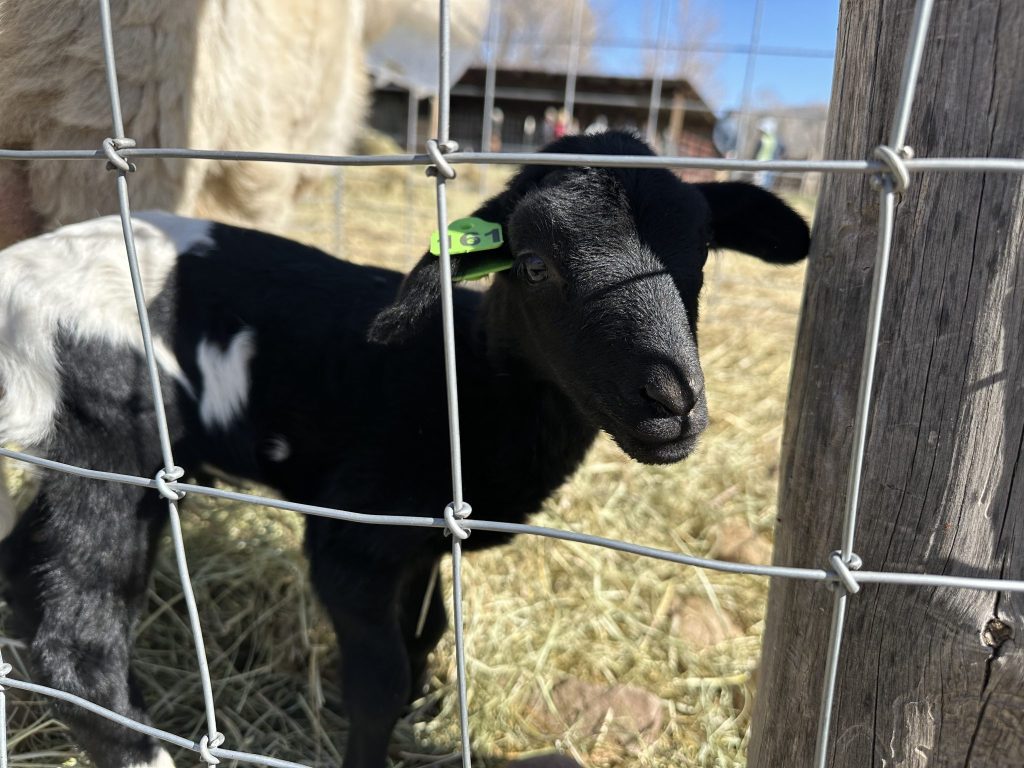 How an Open Space program is sustaining agriculture in one of Colorado ...