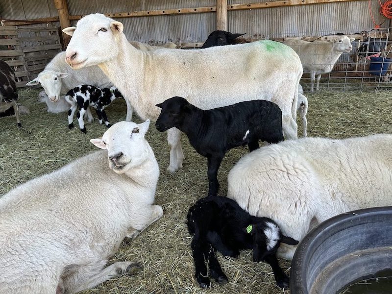 How an Open Space program is sustaining agriculture in one of Colorado ...