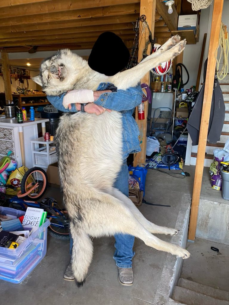 Wolf from Great Lakes population confirmed in Elbert County | VailDaily.com