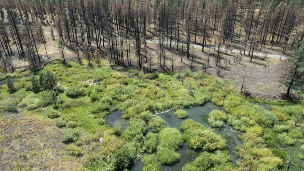 Fighting fire with beavers: How dam-building rodents are deployed to ...