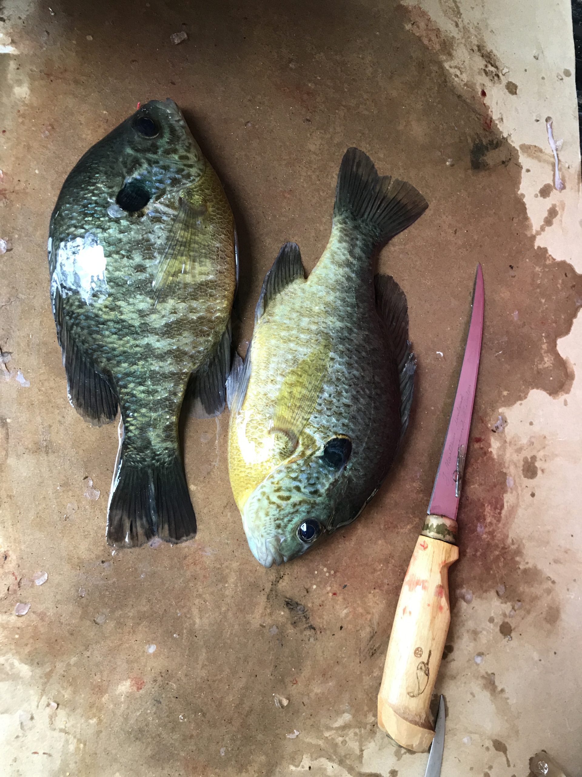 Salomone: Bluegills and fly rods. | VailDaily.com