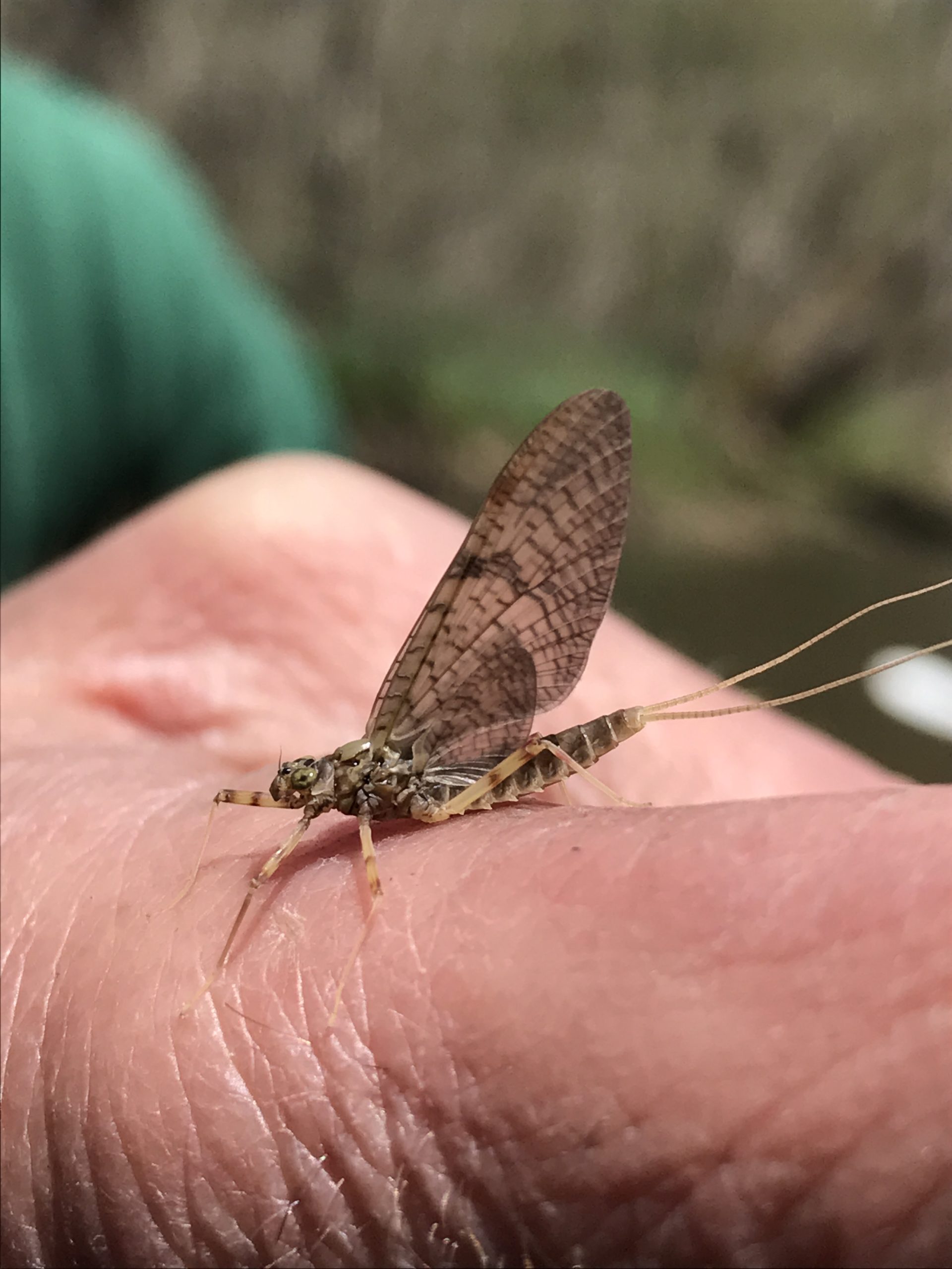 Salomone: Bluegills and fly rods. | VailDaily.com