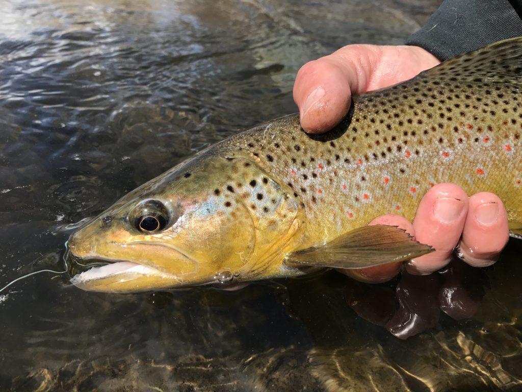 Salomone: Just two flies | VailDaily.com