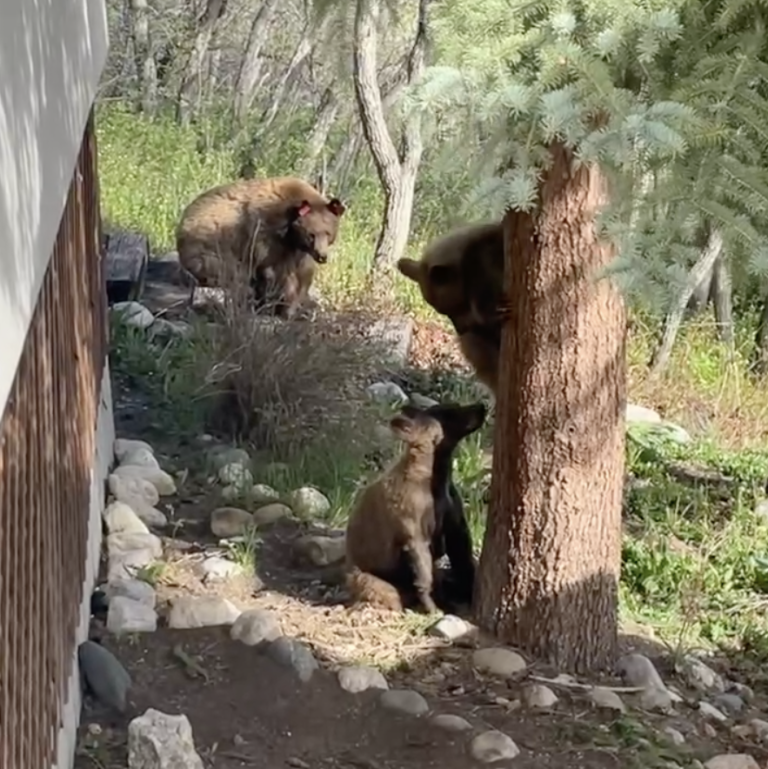 Black bear swipes at Steamboat man on his morning walk | VailDaily.com
