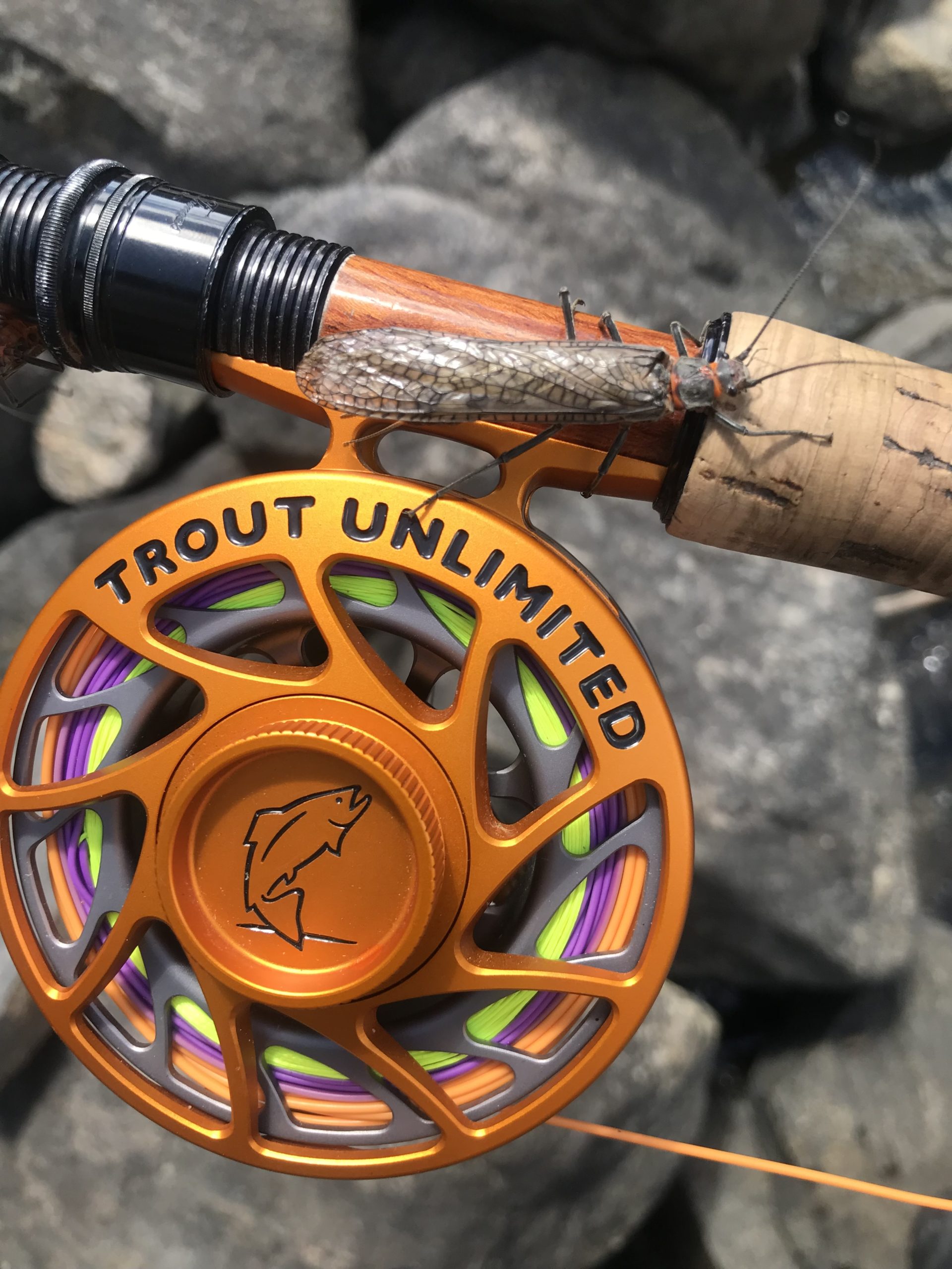 Salomone: Salmonflies are on the move. | VailDaily.com