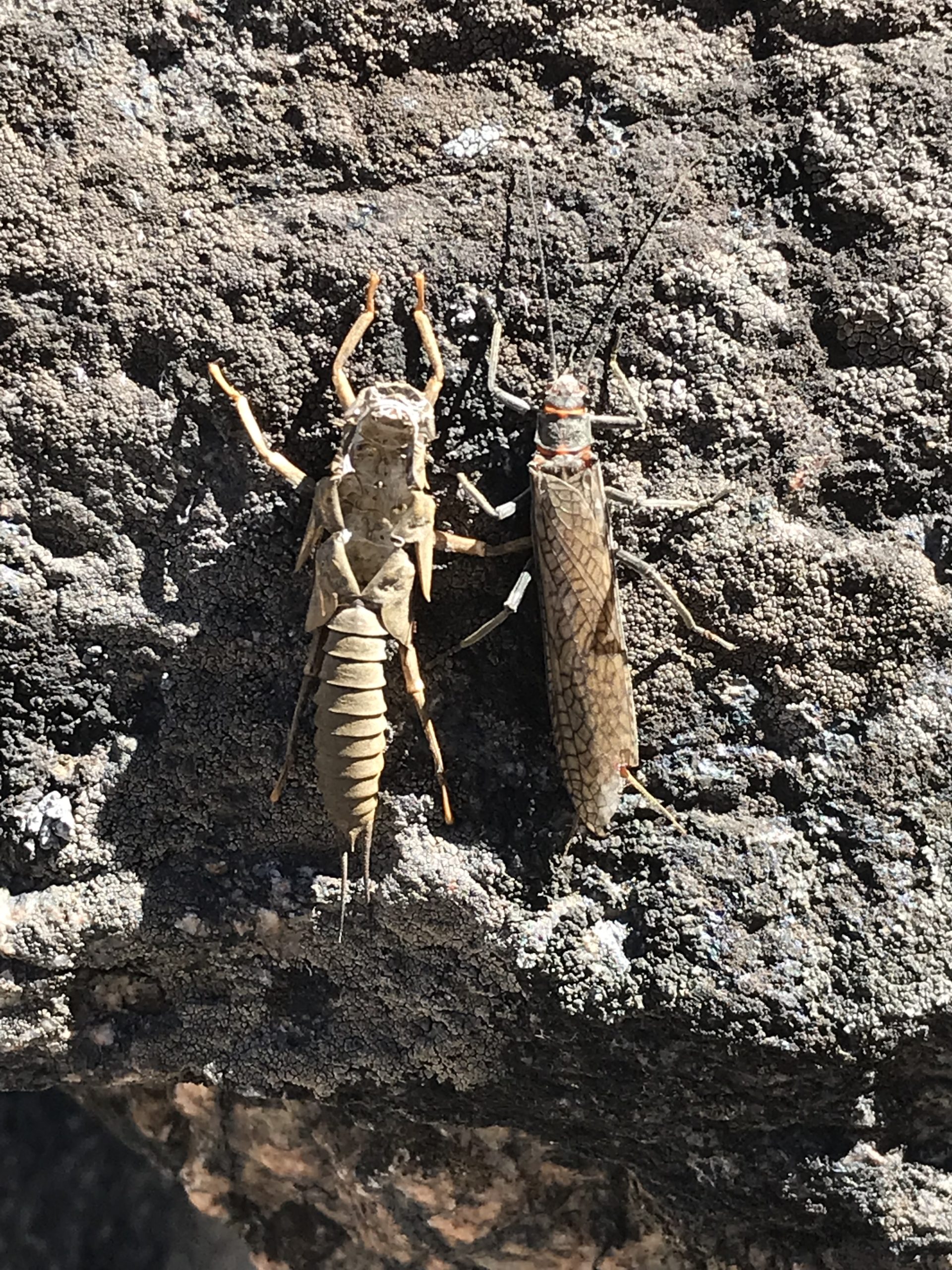 Salomone: Salmonflies are on the move. | VailDaily.com