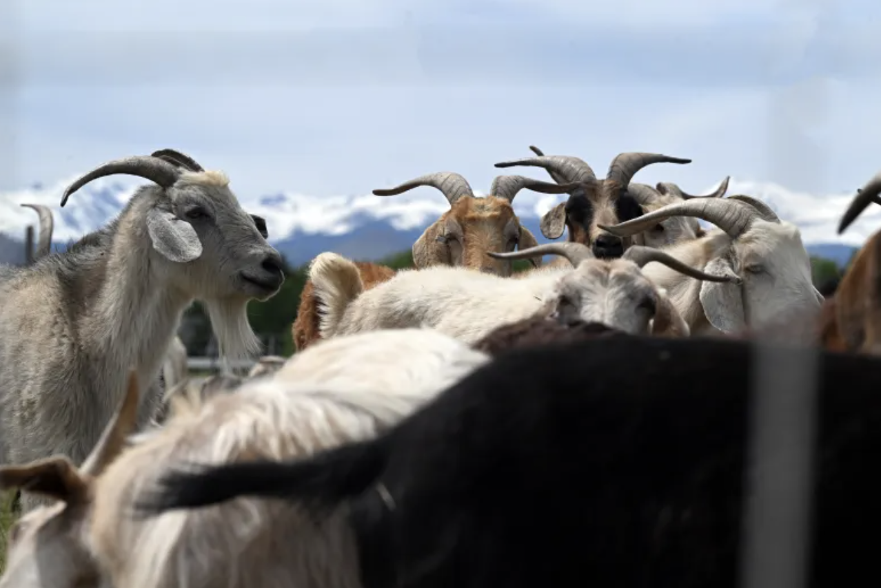 Hungry goats are latest phenom-nom-nom in Colorado wildfire prevention ...