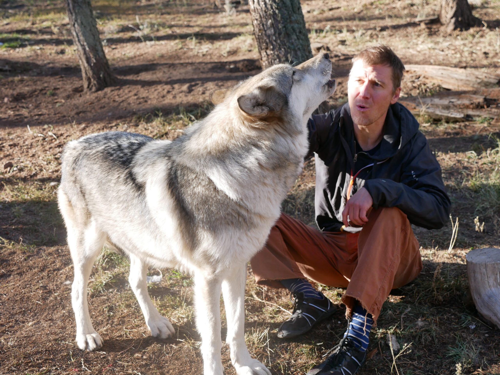 Embracing wolves: Dr. John Hughes and the Sacred Wolf Foundation’s ...