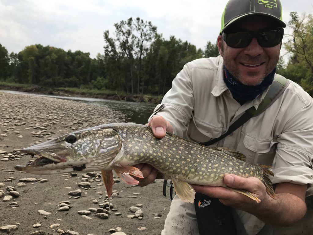 Salomone: Fly fishing for teeth | VailDaily.com
