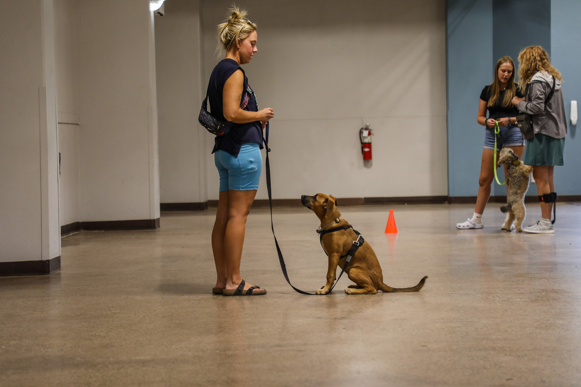 The Eagle Valley Humane Society is celebrating 50 years of service to ...