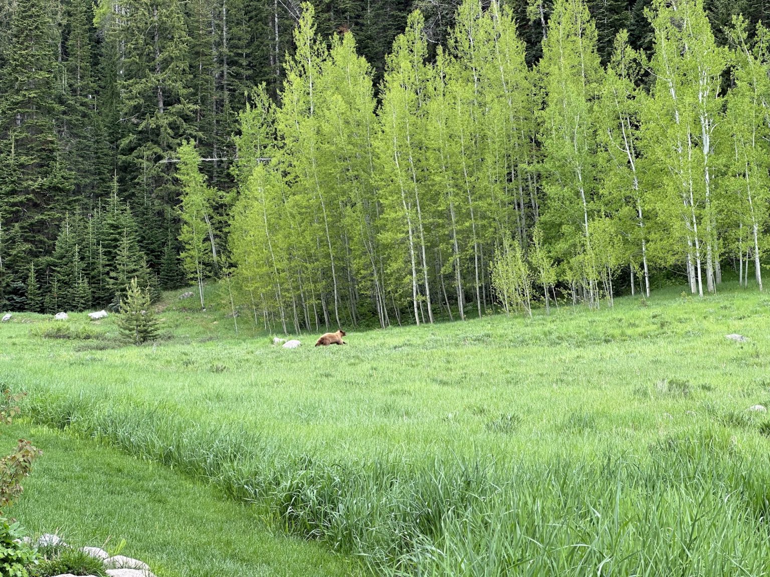 Fearing for his life, Gypsum man kills troublesome bear that had eluded ...