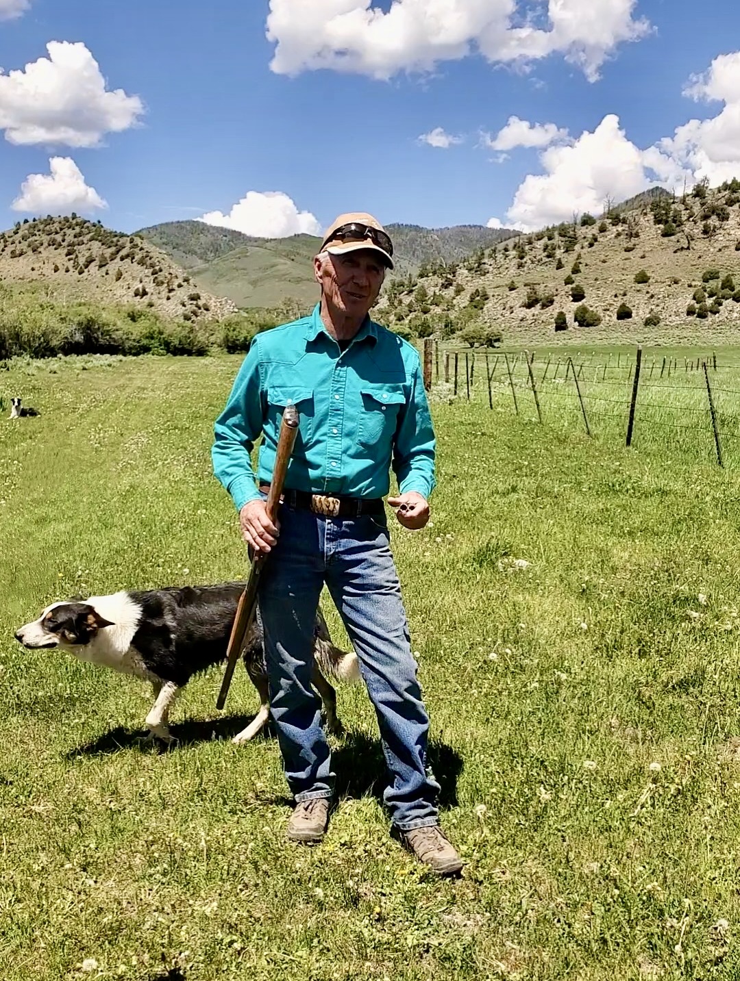 Petition seeks to halt upcoming wolf releases in Colorado due to ...