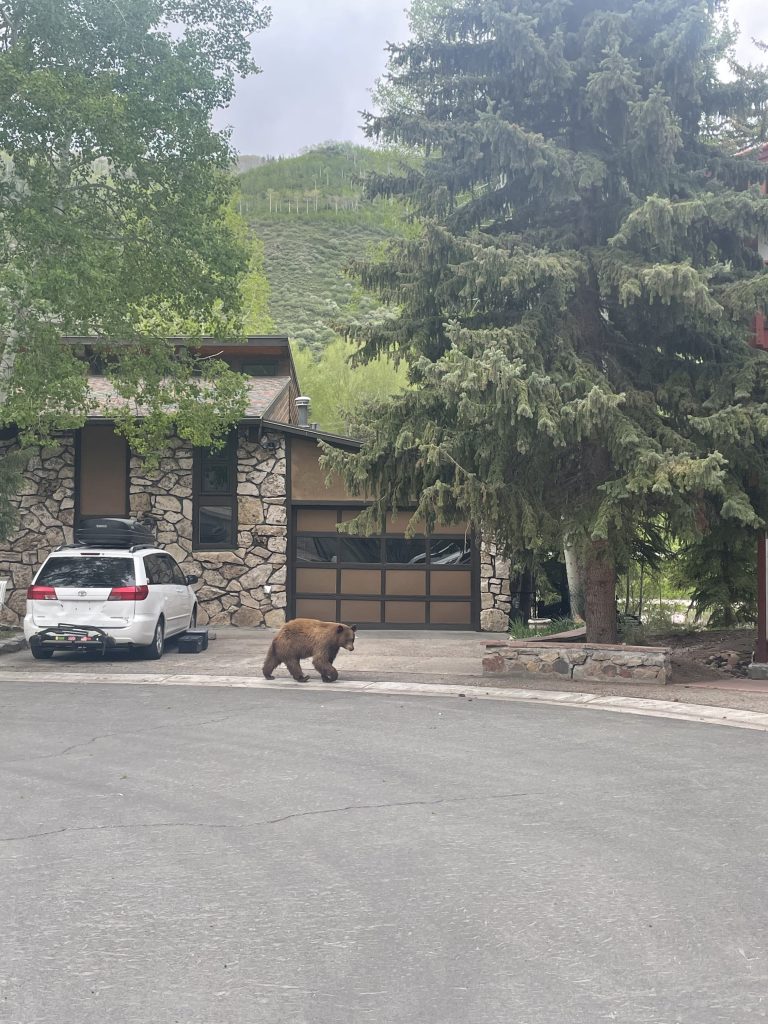 With limited food resources, bear encounters expected to increase this ...