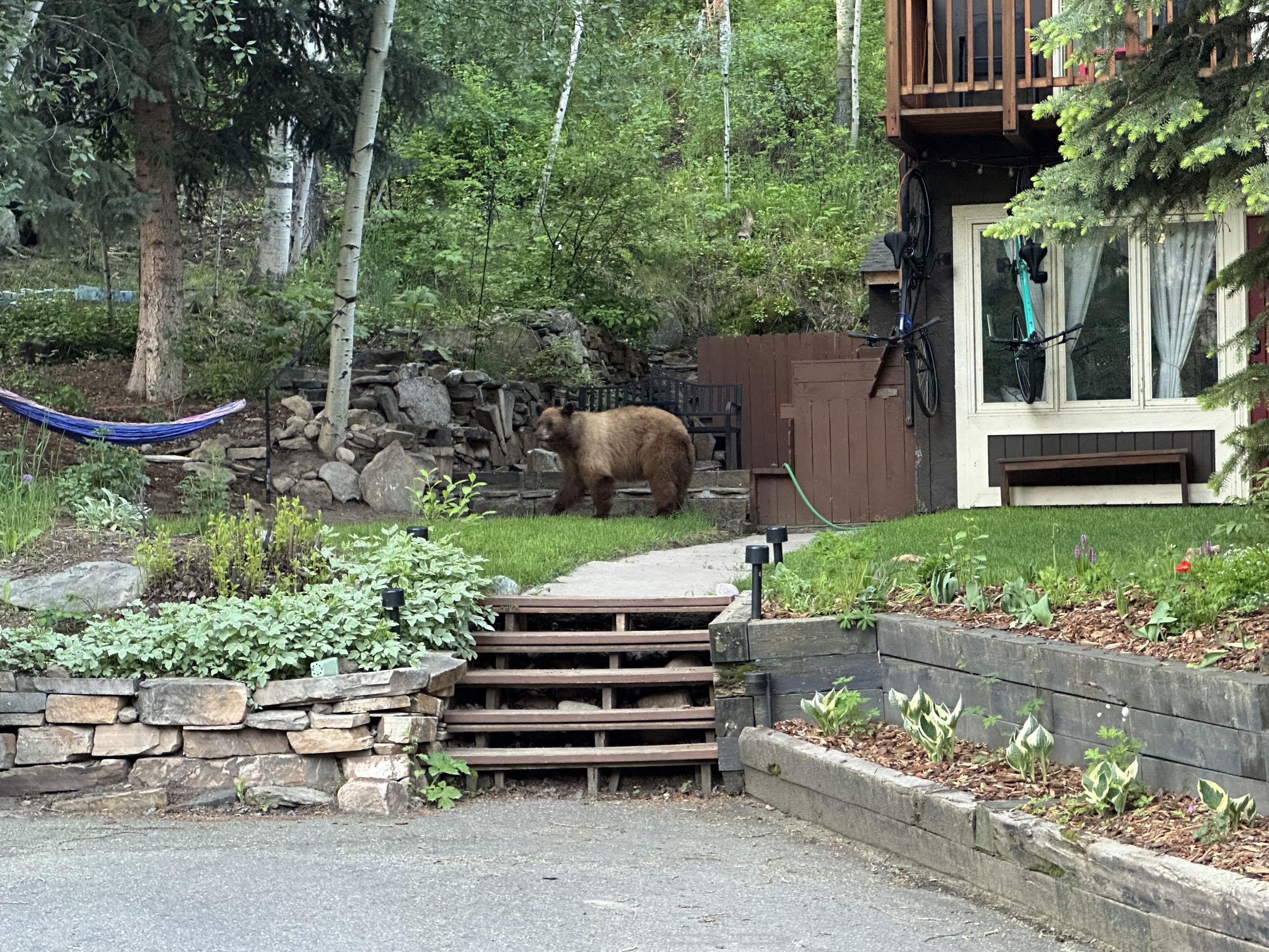 With limited food resources, bear encounters expected to increase this ...