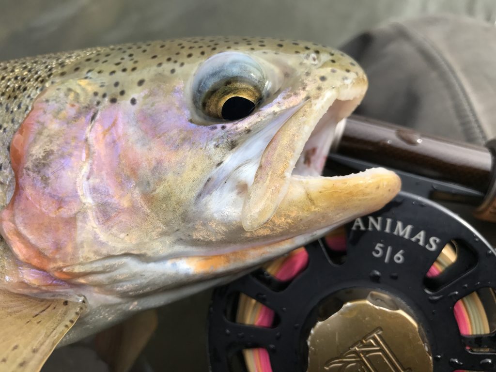 Salomone: Six dries for July. | VailDaily.com