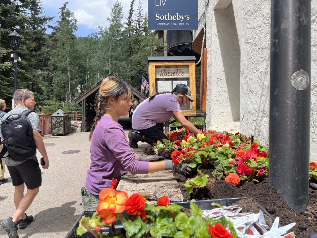 Vail is blossoming as its flower crew rolls out pops of color for ...