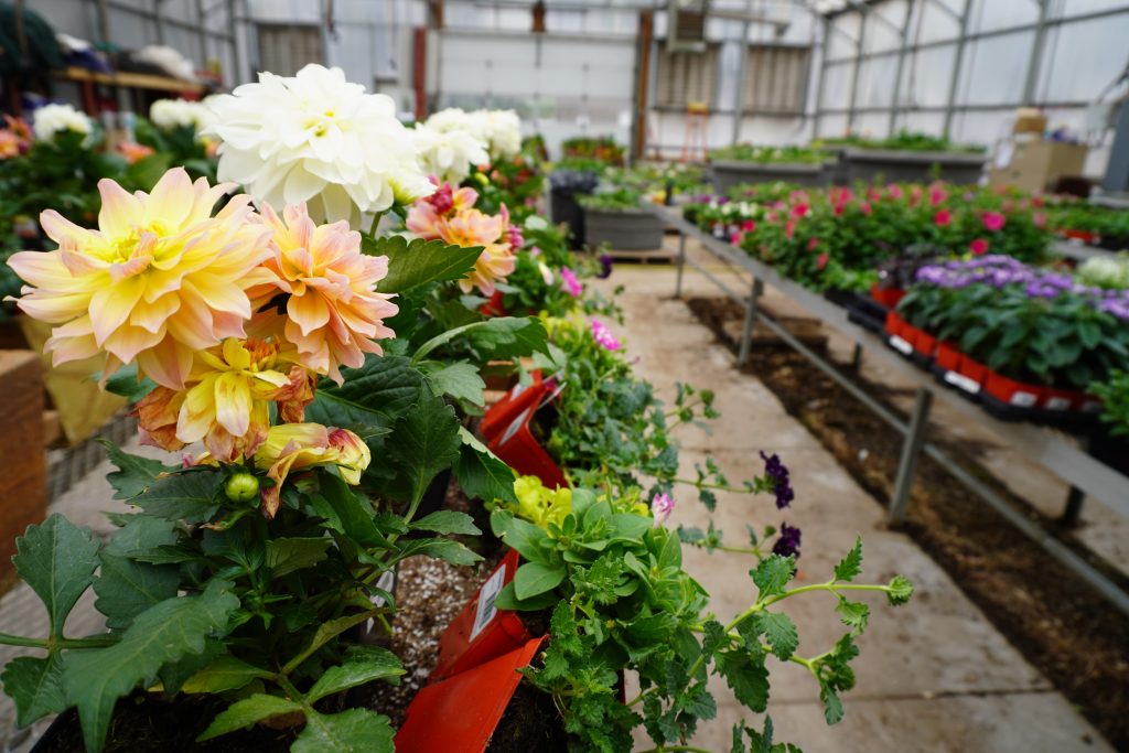 Vail is blossoming as its flower crew rolls out pops of color for ...