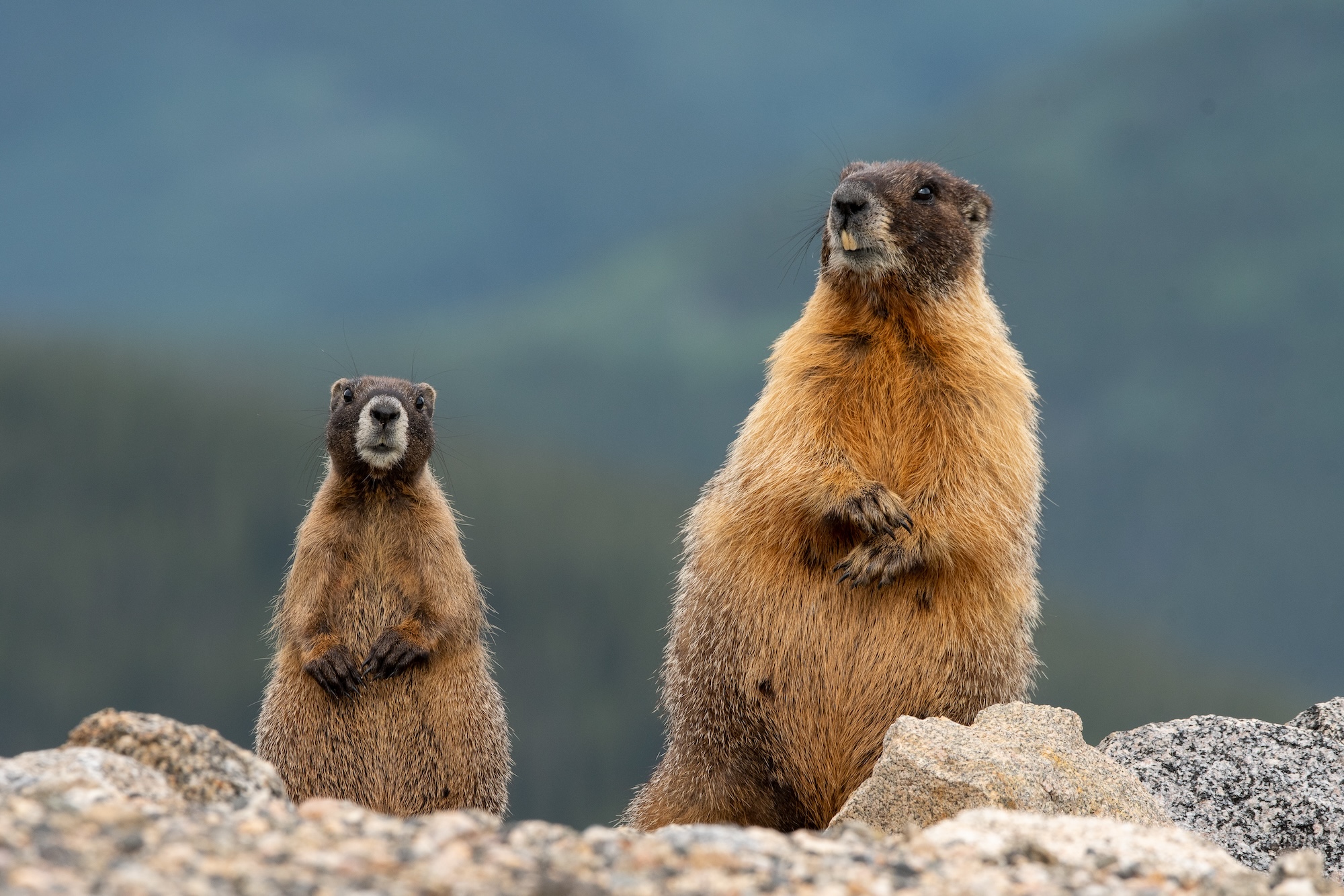What’s squeaking in the mountains? Comparing marmots and pikas ...