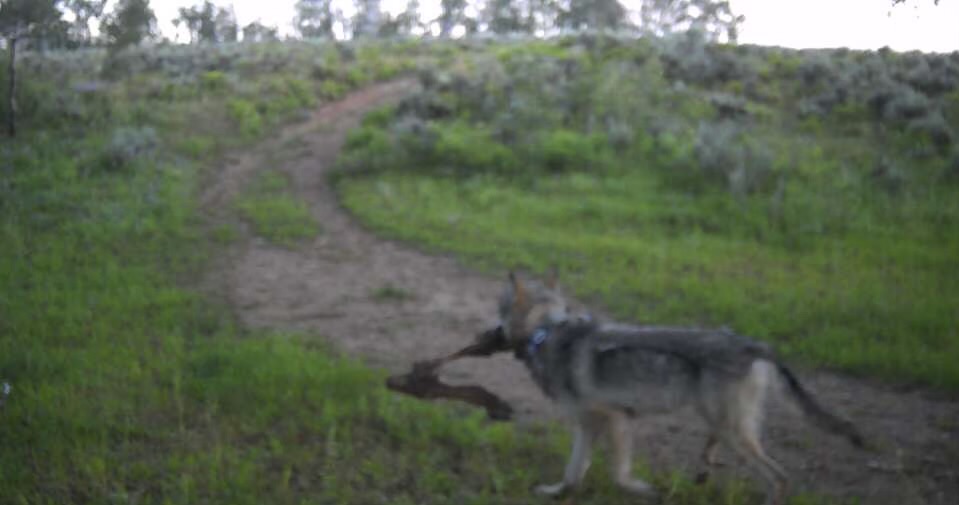 Colorado Parks and Wildlife confirms 8 sheep killed by wolves ...