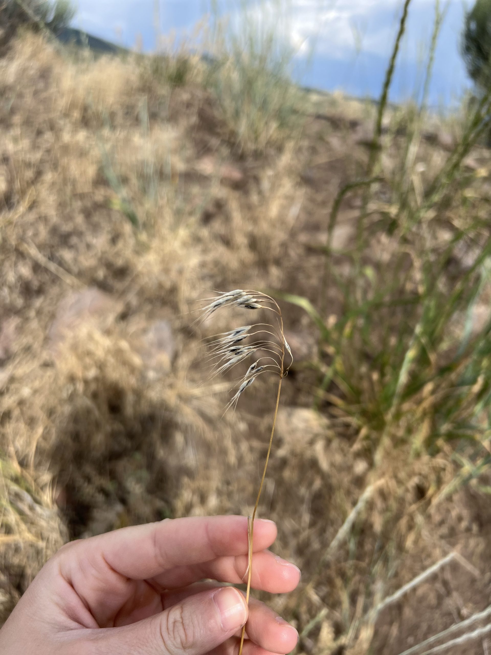 Cheatgrass fuels bigger, earlier wildfires — and is now more widespread ...